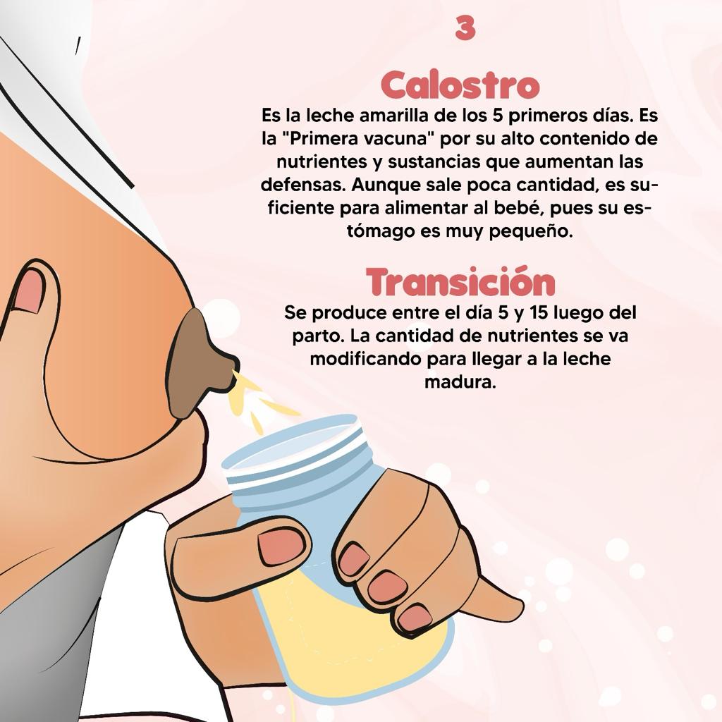 Etapas De La Leche Materna Jm Consulting